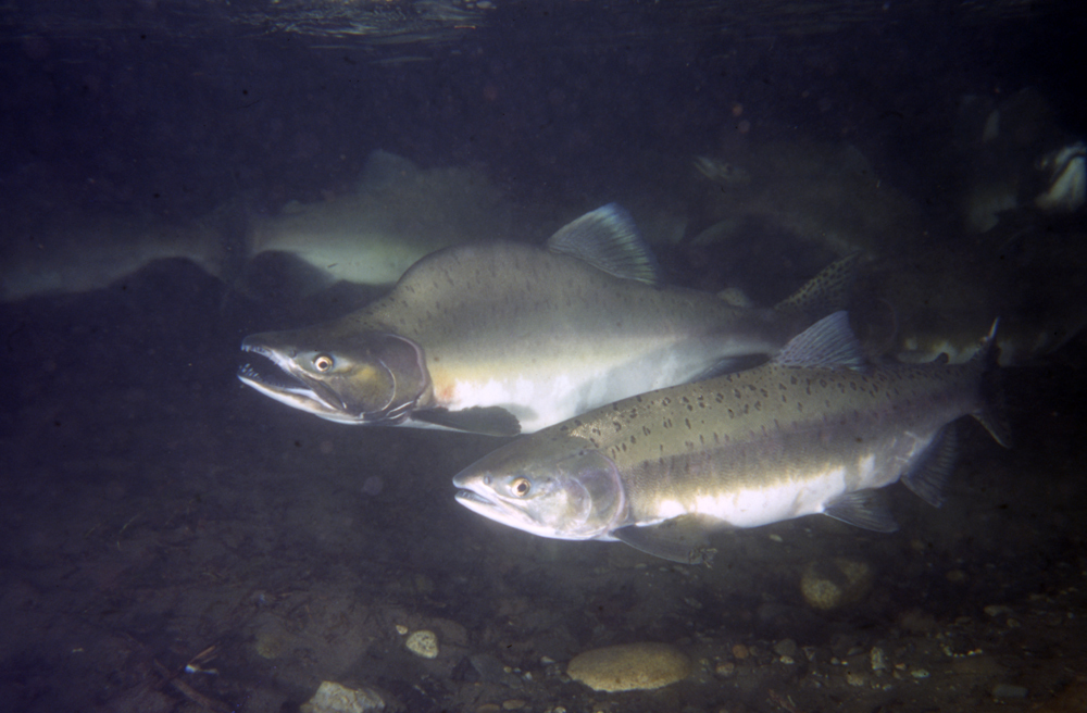 Pink Salmon (Oncorhynchus gorbuscha) - Marine Life Identification