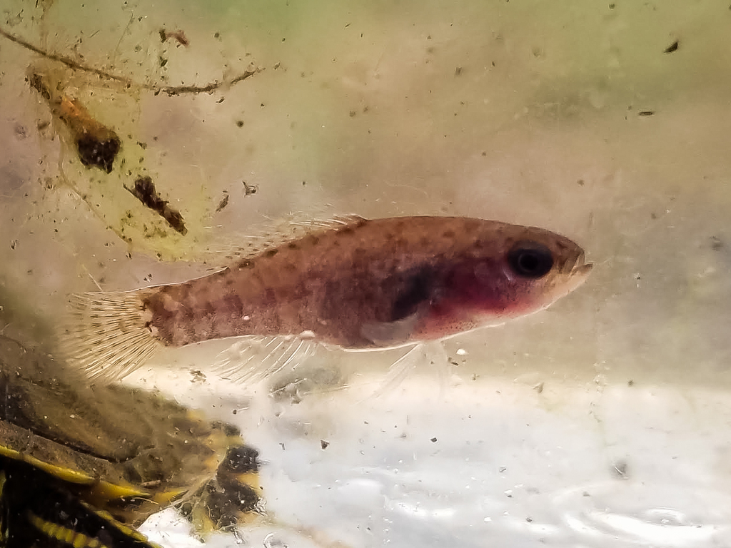 Gulf Coast Pygmy Sunfish in February 2019 by Eric C. Maxwell · iNaturalist