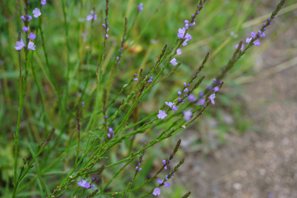 Texas vervain (Verbena halei) - Botanical Realm