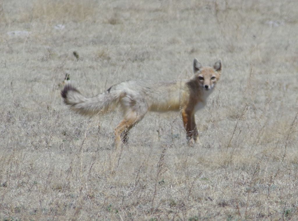 Swift Fox (Vulpes velox) - Know Your Mammals
