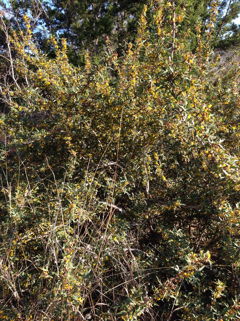 Agarita (Treasure Hunt at Commons Ford - April 16 2016) · iNaturalist