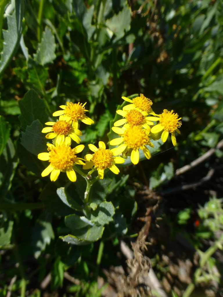 Tobacco Ragwort (Senecio halimifolius) - Botanical Realm