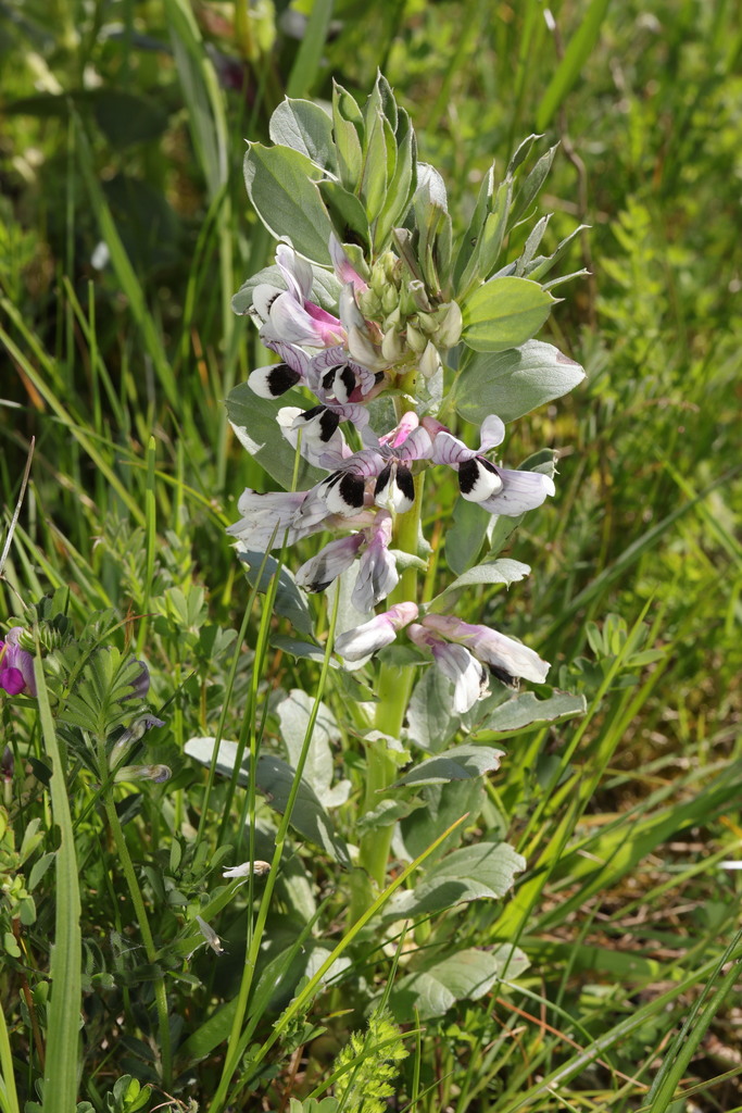 fava bean from Hale Bank Park, Halebank Road, Halebank, Widnes, UK on ...