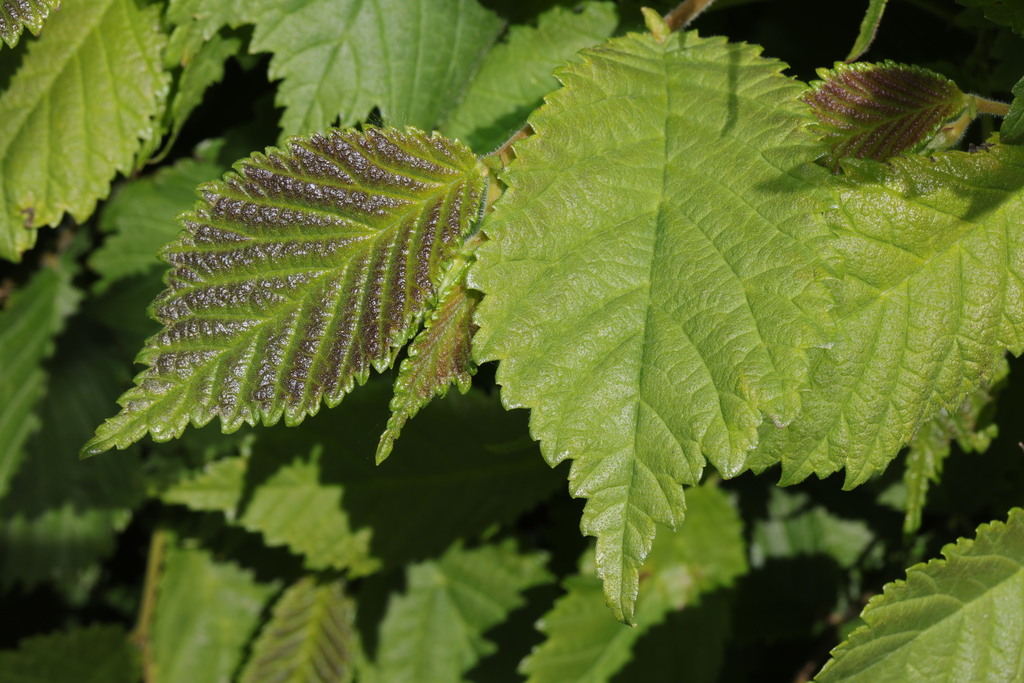 Field Elm from Halebank Road, Halebank, Widnes, UK on May 6, 2020 at 02 ...