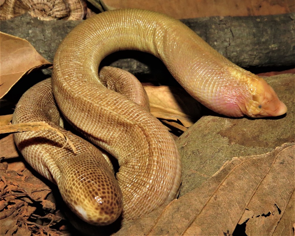 Amphisbaenians (Amphisbaenia) - Snakes and Lizards