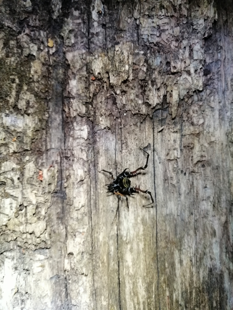 Sadocus asperatus from Parque Nacional Nahuelbuta on February 19, 2020 ...