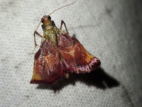 Endotricha convexa · iNaturalist Mexico