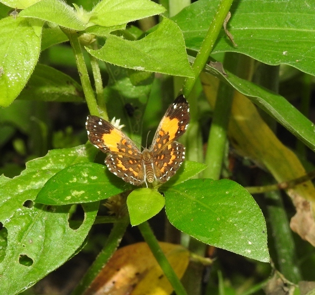 Butterflies from Rio Branco, Acre, Brazil on May 6, 2020 at 09:28 AM by ...