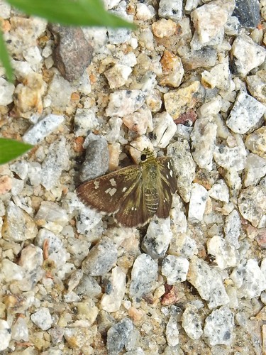Crocea Skipper (Toxidia croceus) · iNaturalist