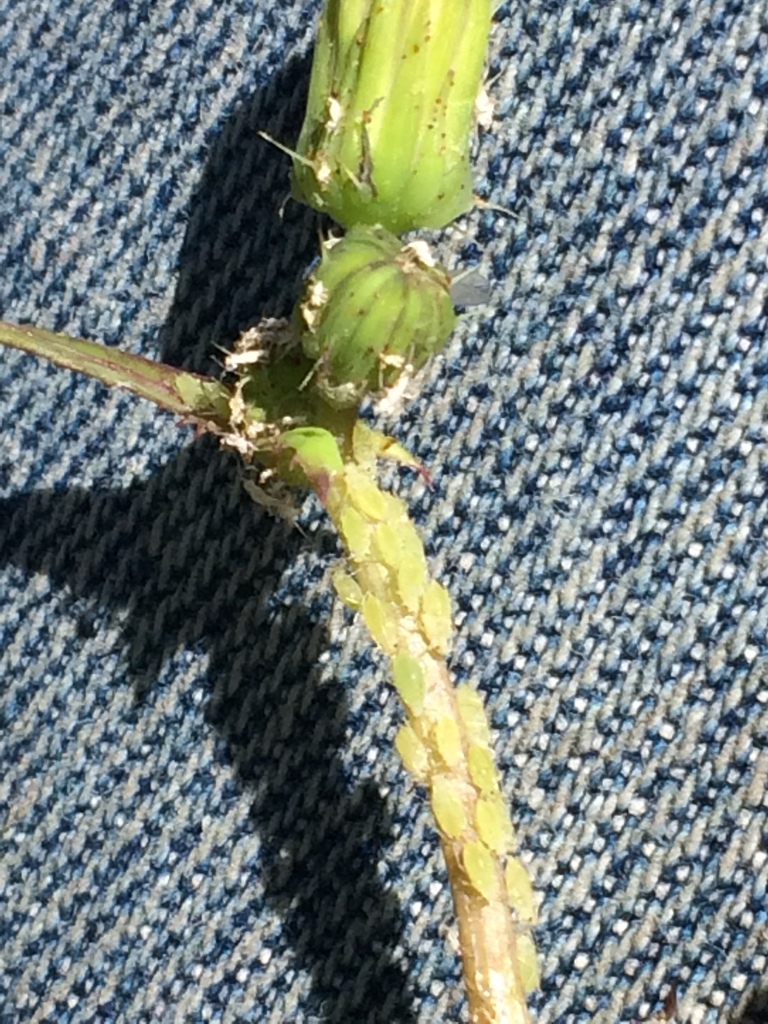 Hyperomyzus in April 2017 by Charlie Hohn. On lactuca or ??? · iNaturalist