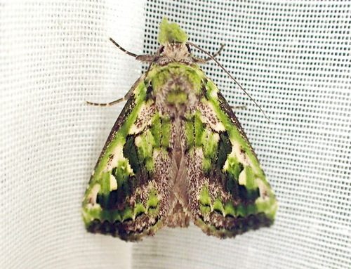 Phyllopalpia viridis · iNaturalist