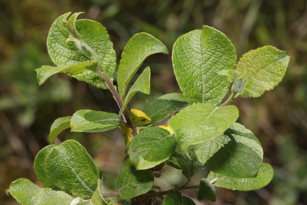 goat willow from Hale Bank Park, Halebank Road, Halebank, Widnes, UK on ...