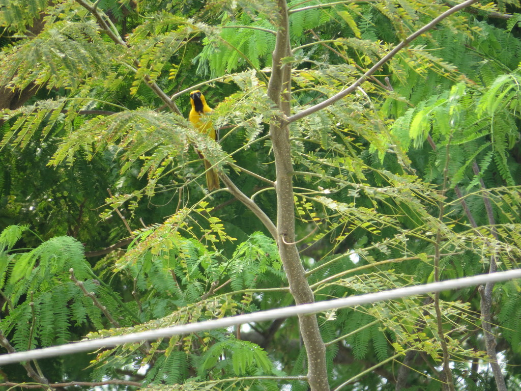 Streak-backed Oriole from U2, Crucecita, Oax., México on May 05, 2020 ...