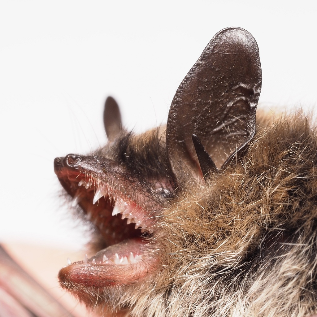 Whiskered Bat (Myotis mystacinus) - Know Your Mammals