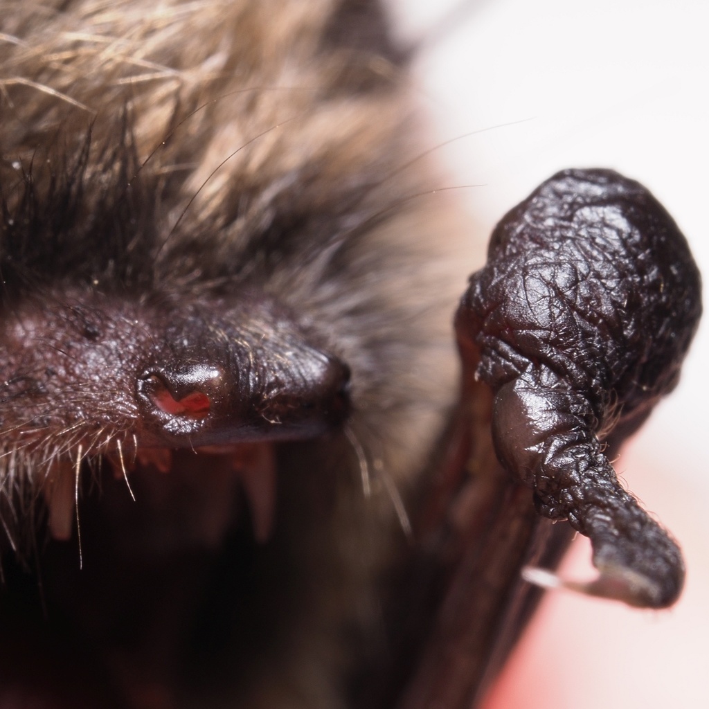 Whiskered Bat (Myotis mystacinus) - Know Your Mammals
