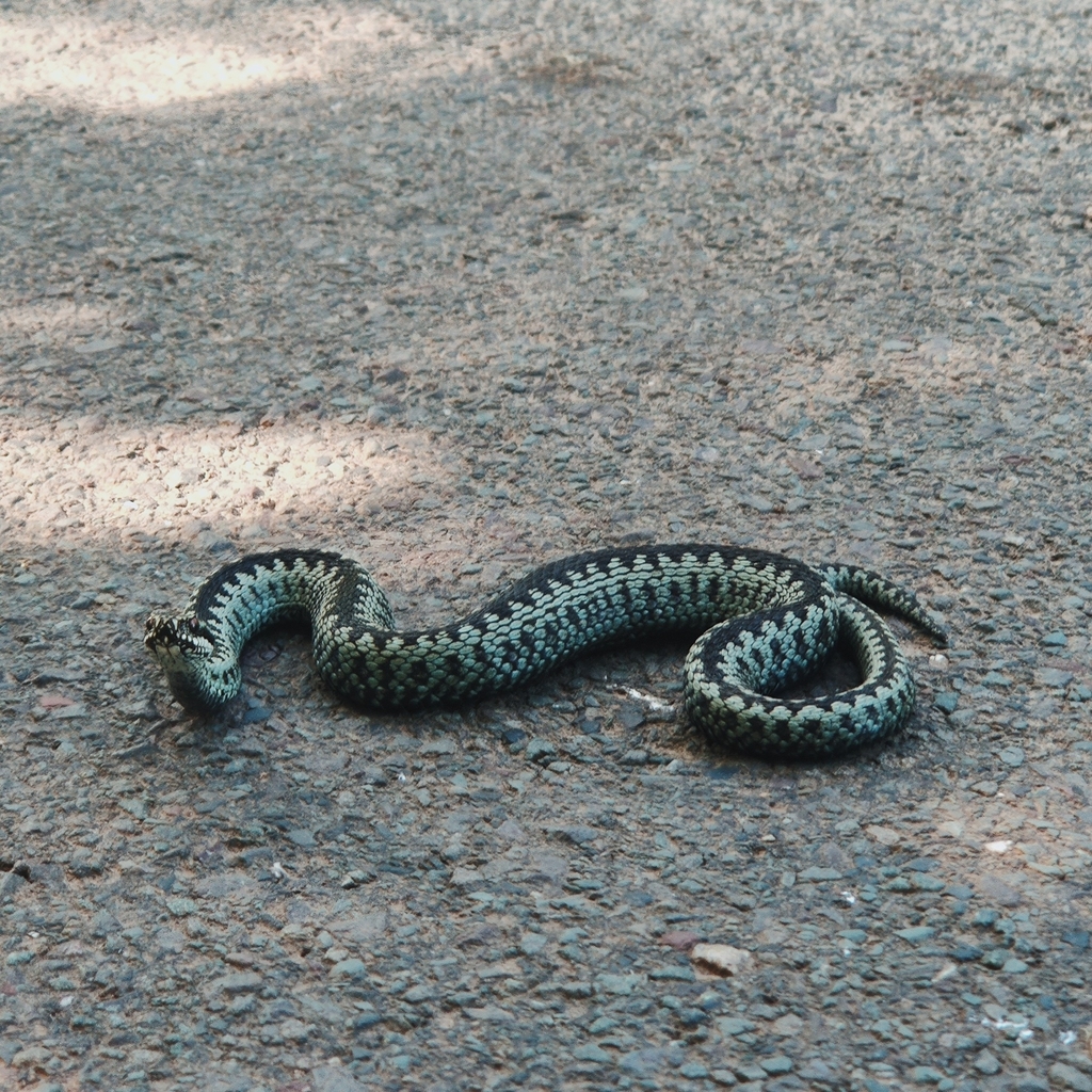 Adder from Charterhouse, Blagdon, Bristol BS40 7XT, UK on May 06, 2020 ...