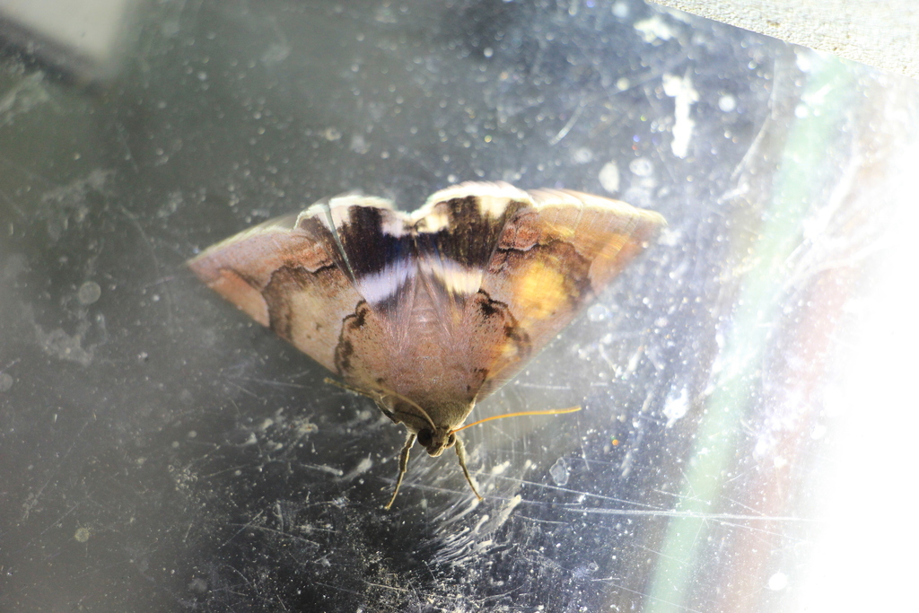 Castor Semi-looper from One Tree Hill, Auckland, New Zealand on April ...