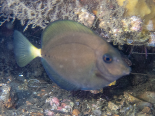 Australian Sawtail (Fishes of Chowder Bay, Sydney, Australia) · iNaturalist