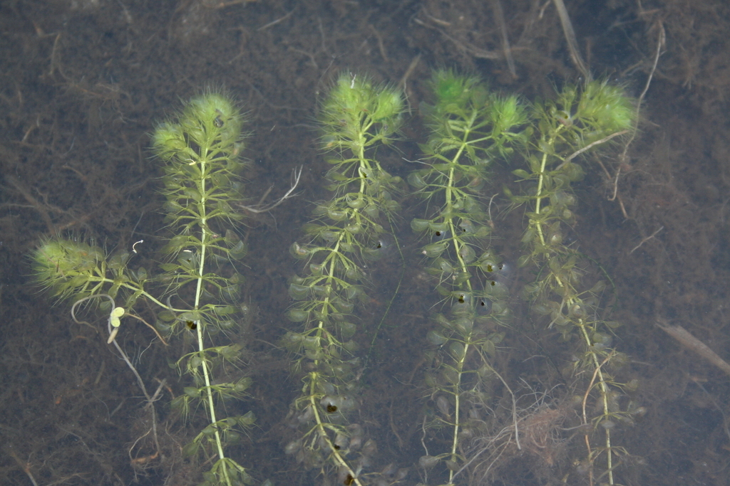 Waterwheel Plant (Aldrovanda vesiculosa) - Botanical Realm