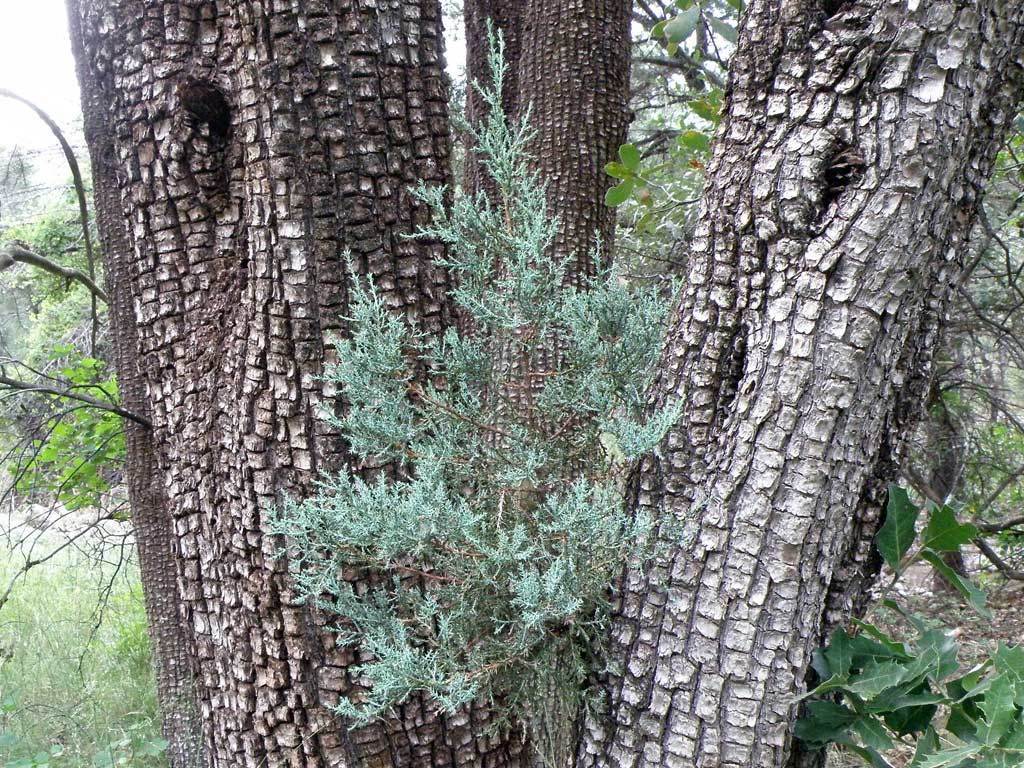 Alligator Juniper (Gymnosperms of Fort Bowie National Historic Site ...
