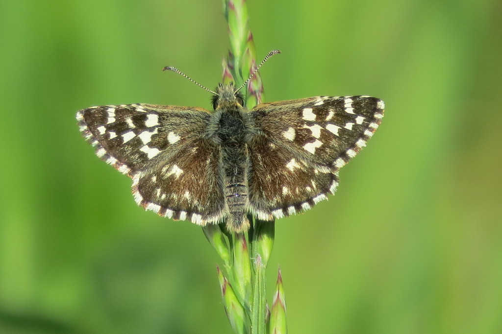 Southern Grizzled Skipper from Provincia di Sondrio, Italia on May 5 ...