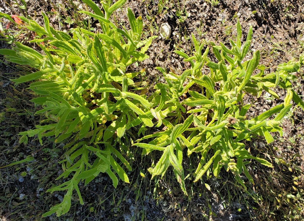 California cudweed from Monterey County, CA, USA on April 27, 2020 at ...