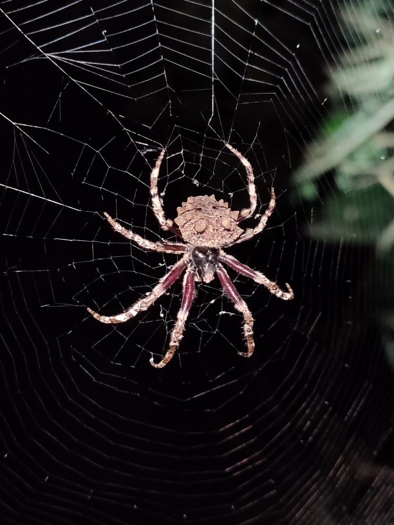 Rough Twig Spider (Spiders of Karnataka) · iNaturalist