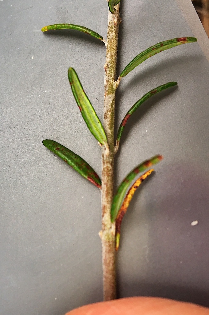 Common Aotus (Aotus ericoides) - Botanical Realm