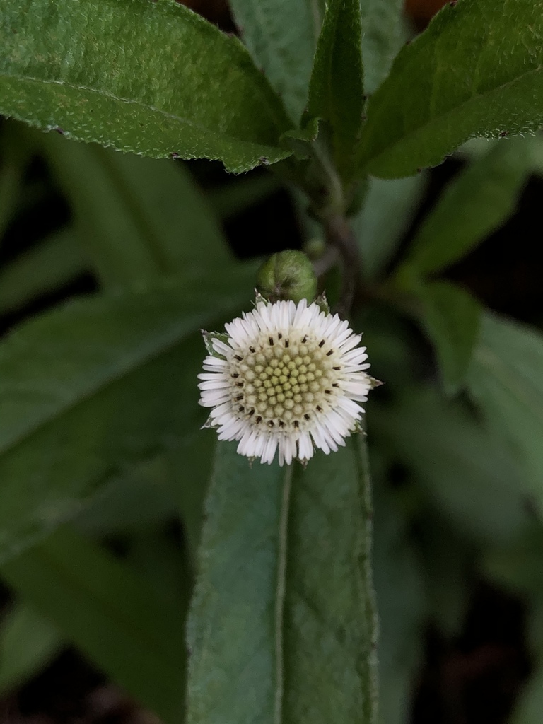 false daisy from 阿柔洋產業道路, 深坑區, TW on April 12, 2020 at 05:18 PM by JODY ...