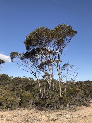 Subspecies Eucalyptus astringens merleae · iNaturalist