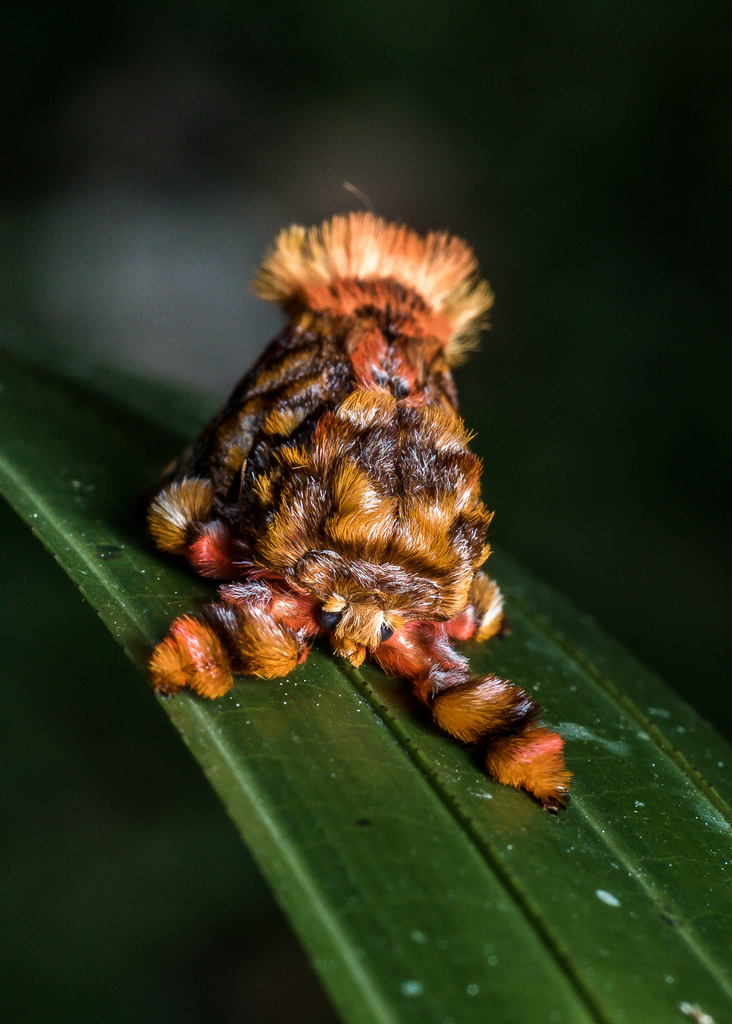 Monkey Slug Moth from Corredor Ecológico La Dulcera, Pereira, Risaralda ...