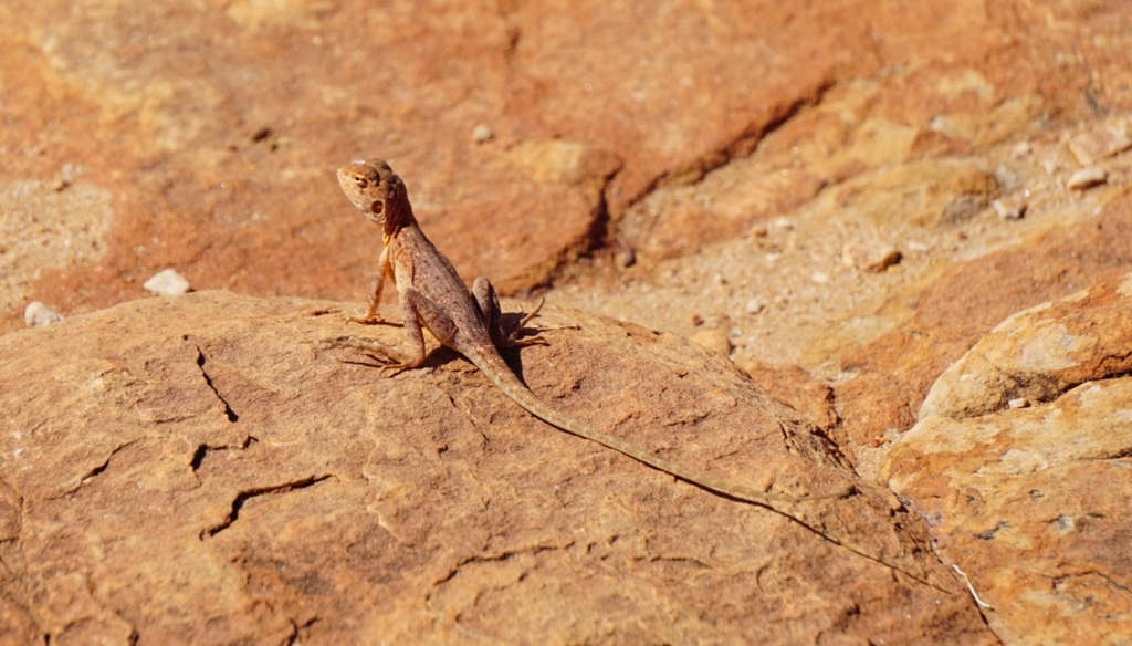 Slater's Dragon from Petermann NT 0872, Australia on September 11, 2018 ...
