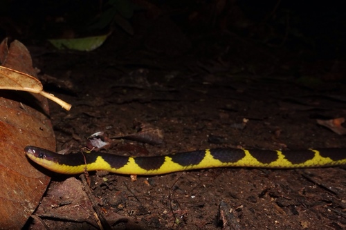 Pink-headed Reed Snake (Calamaria schlegeli) - Snakes and Lizards