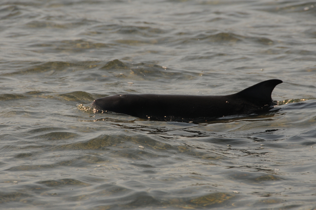 Dwarf Sperm Whale (Kogia sima) - Marine Life Identification