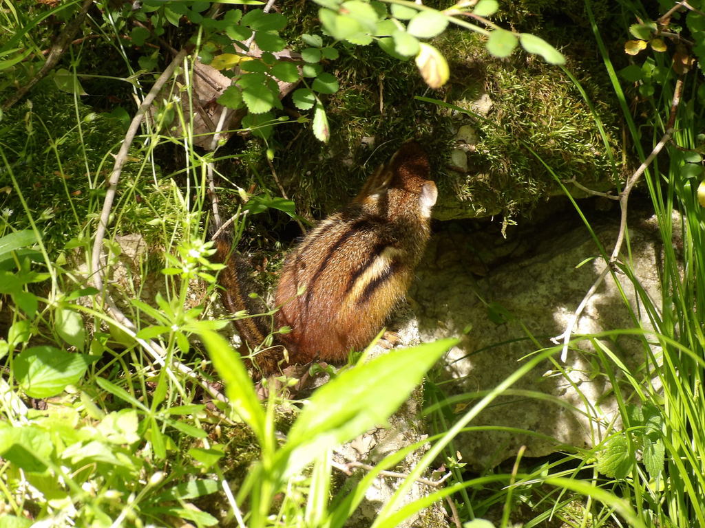 Eastern Chipmunk from Orange County, IN, USA on May 6, 2020 at 05:58 PM ...