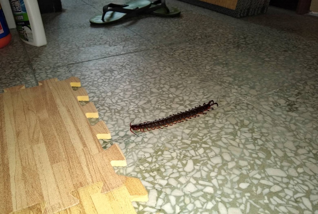 Scolopendra multidens from Yumin 6th Road Lane 90 Alley 1, Beitou ...