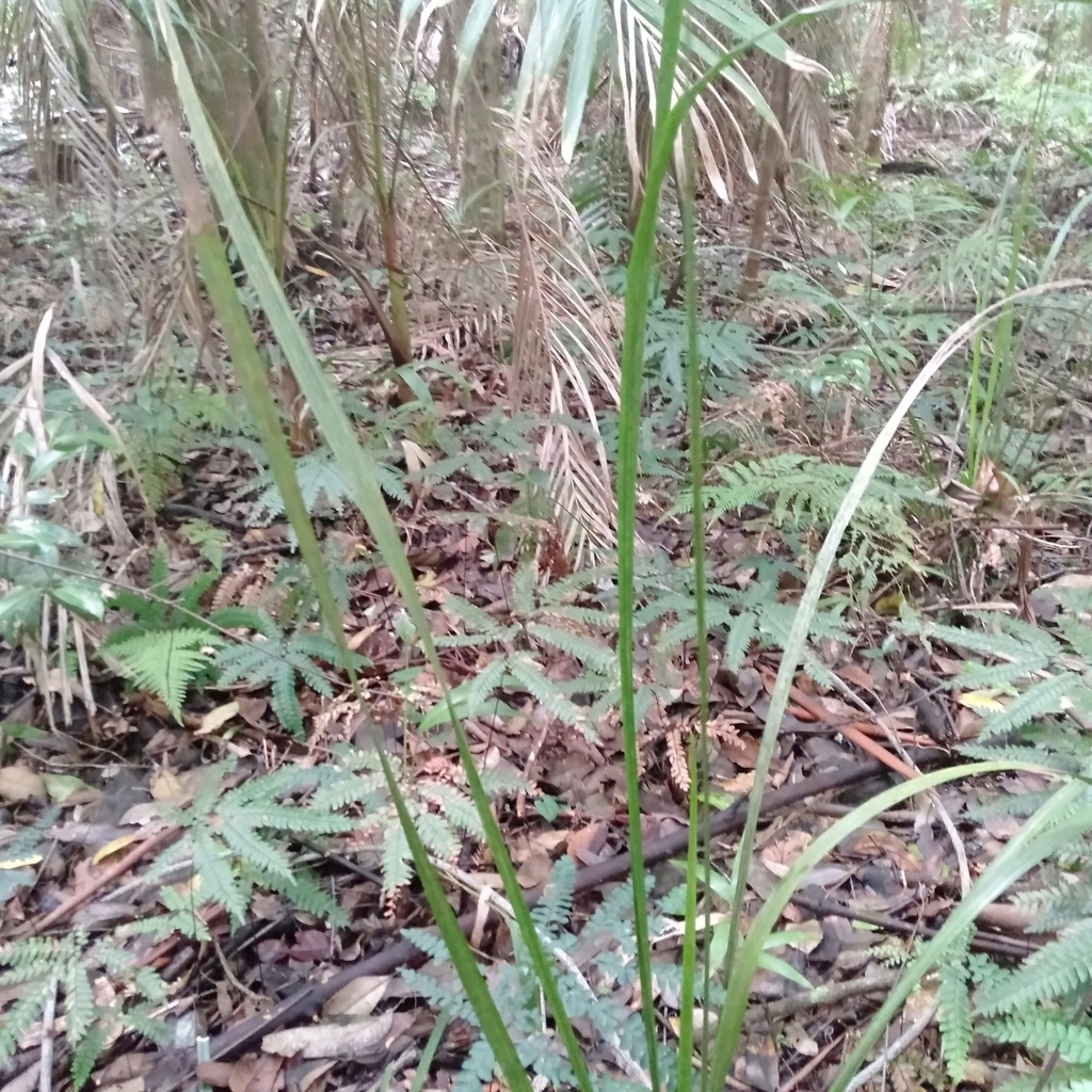 settler's flax from Bago Bluff NP Smiths Trail on October 16, 2019 by ...