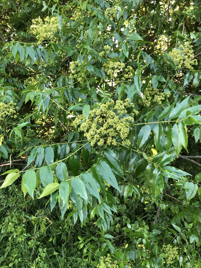 Hercules' club from Peggy Ln, Gunter, TX, US on May 6, 2020 at 05:01 PM ...