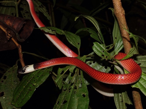 culebra viborera común (Reptiles y Anfibios del Departamento de ...