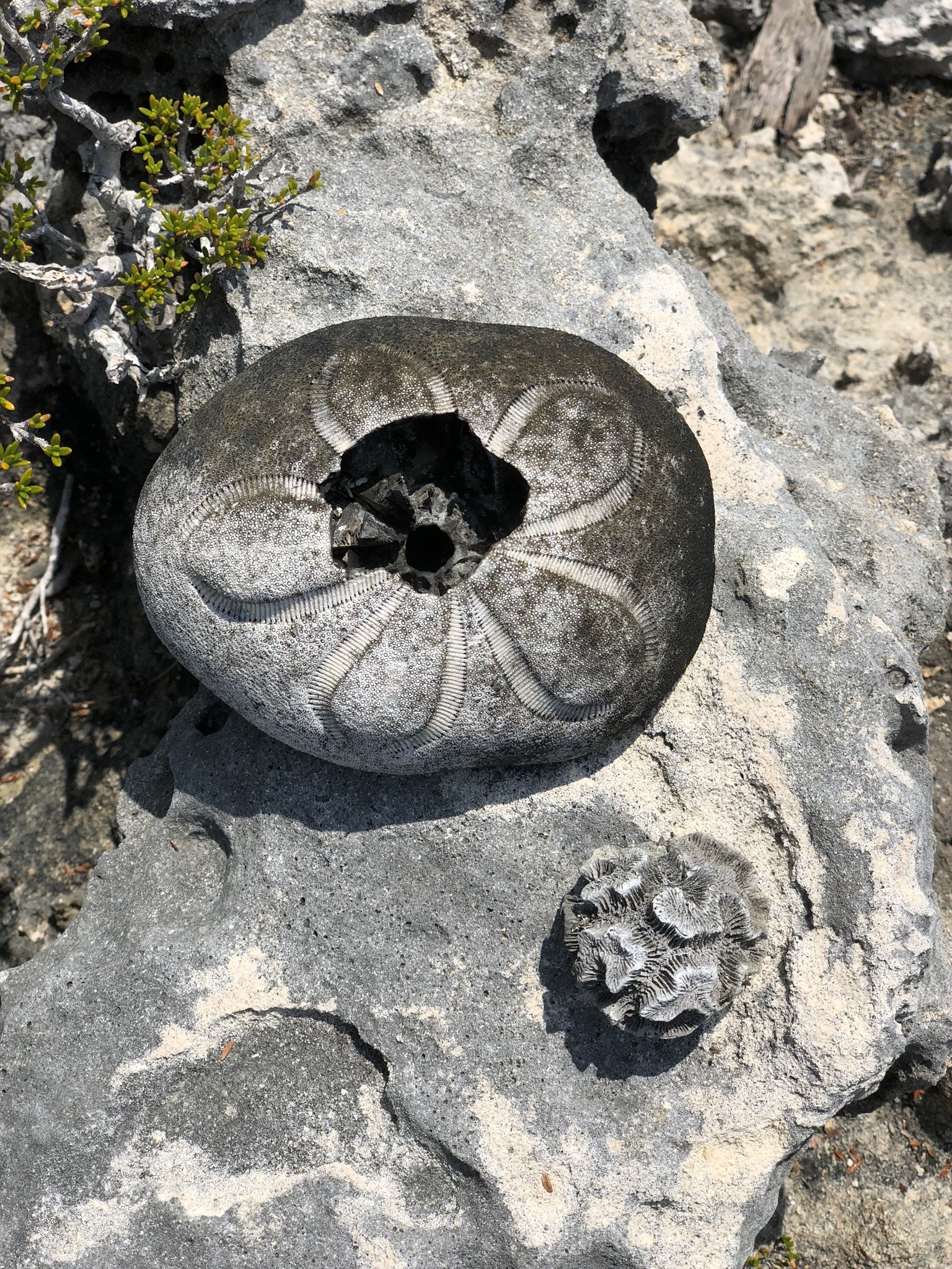 Clypeaster rosaceus (Linnaeus, 1758)