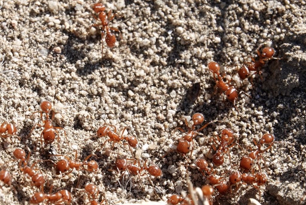California Harvester Ant from Riverside County, CA, USA on May 6, 2020 ...