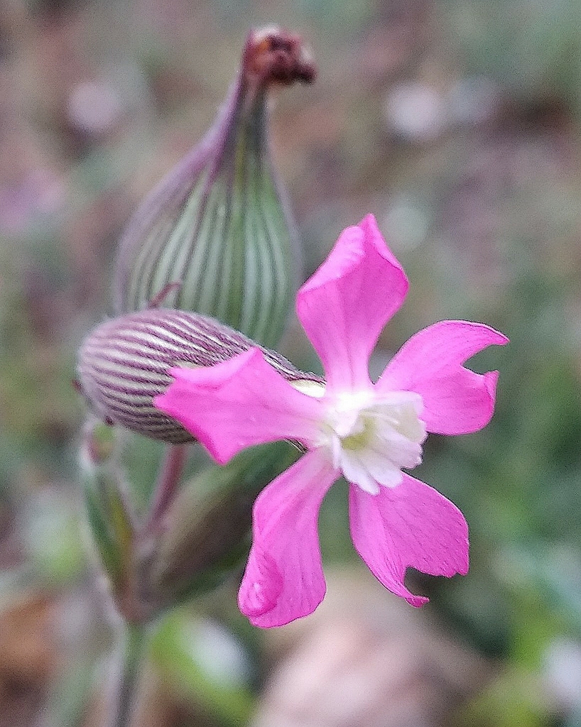 (Silene subconica) - Botanical Realm
