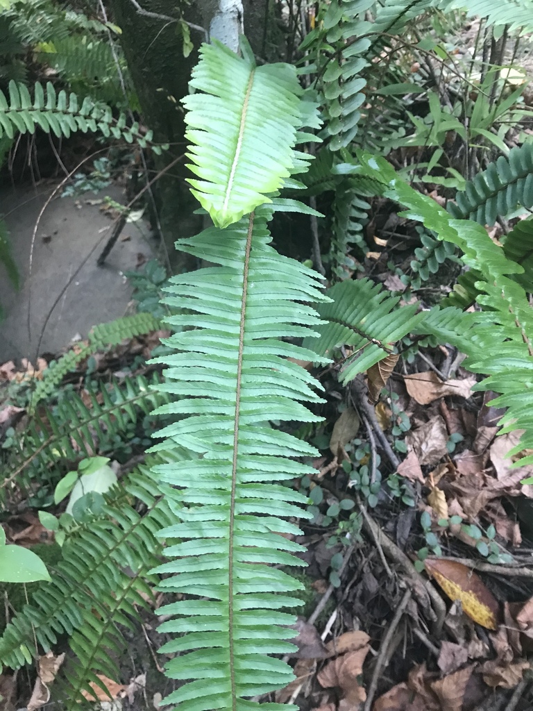 Fishbone Fern from Ku-Ring-Gai Chase National Park, Wahroonga, NSW, AU ...