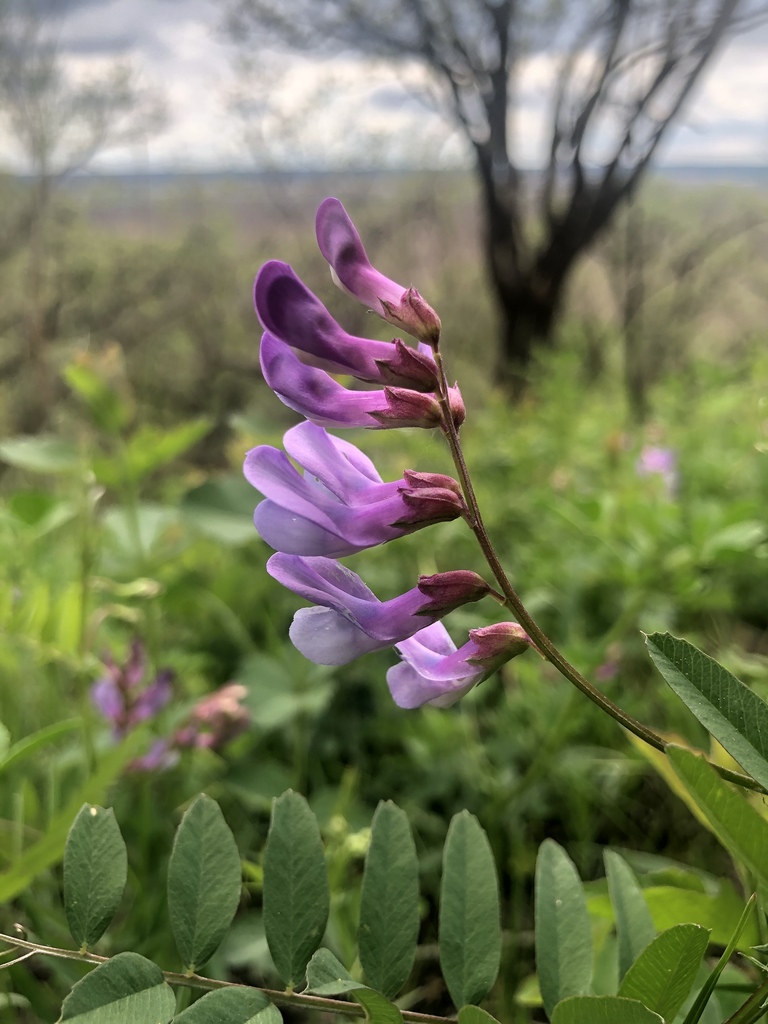 American vetch (Low Gap Park) · iNaturalist