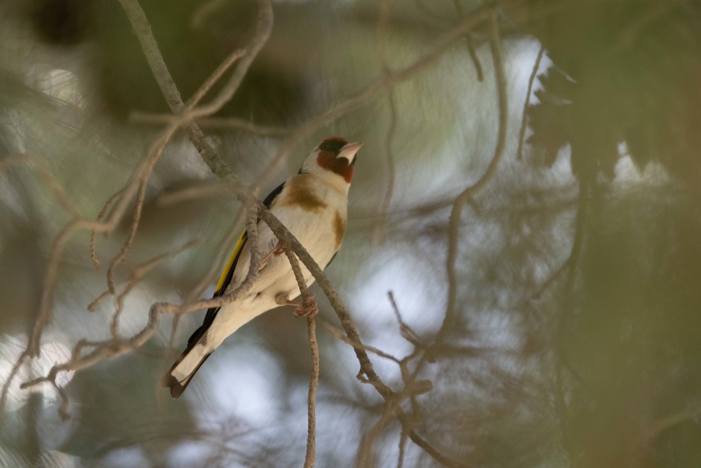 European Goldfinch from Provincia di Caltanissetta, Italia on May 06 ...