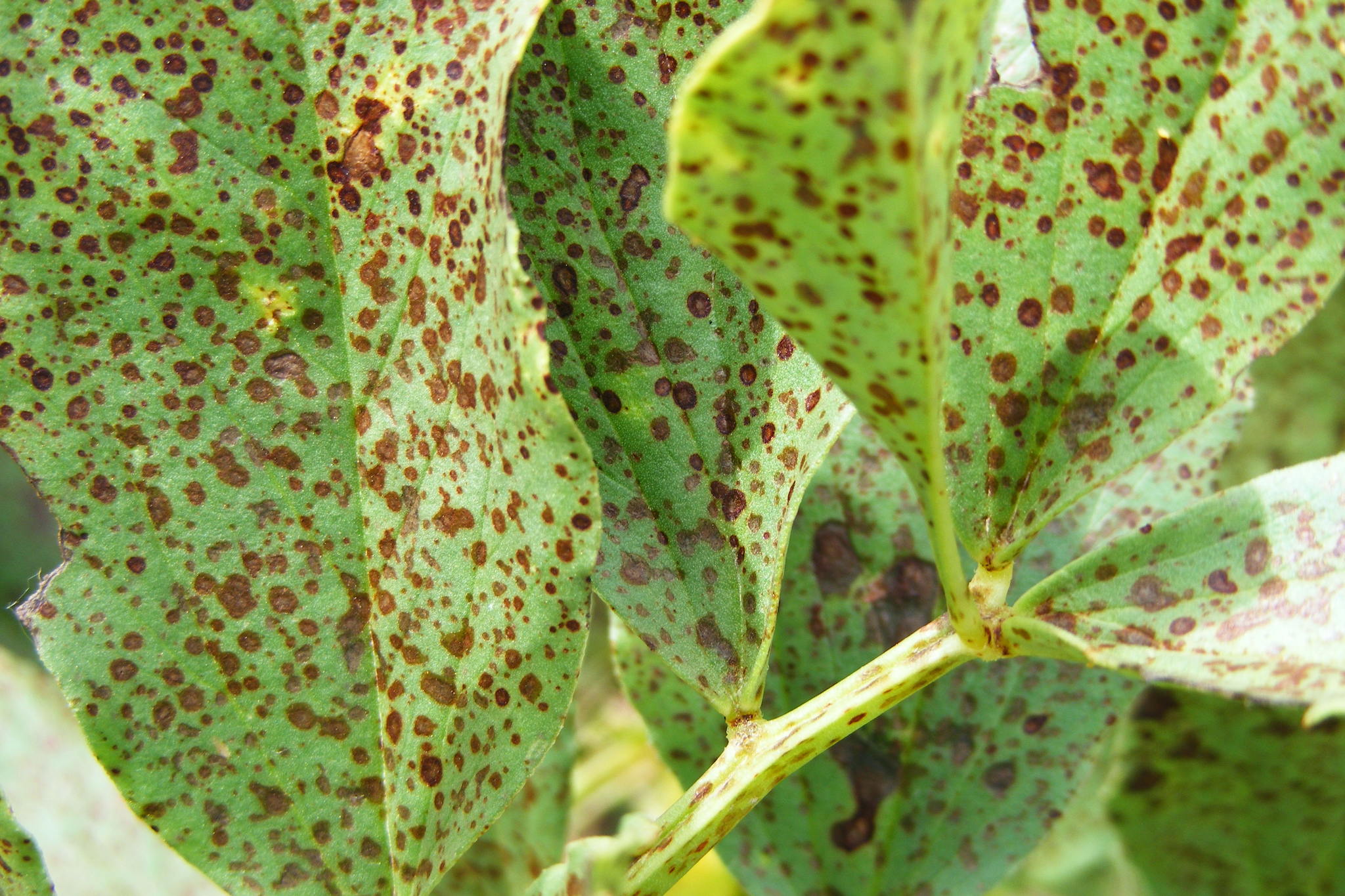 Botrytis fabae Sardiña