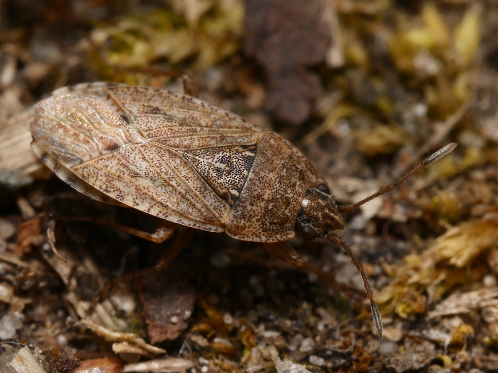 Emblethis griseus (Madeira True Bugs) · iNaturalist