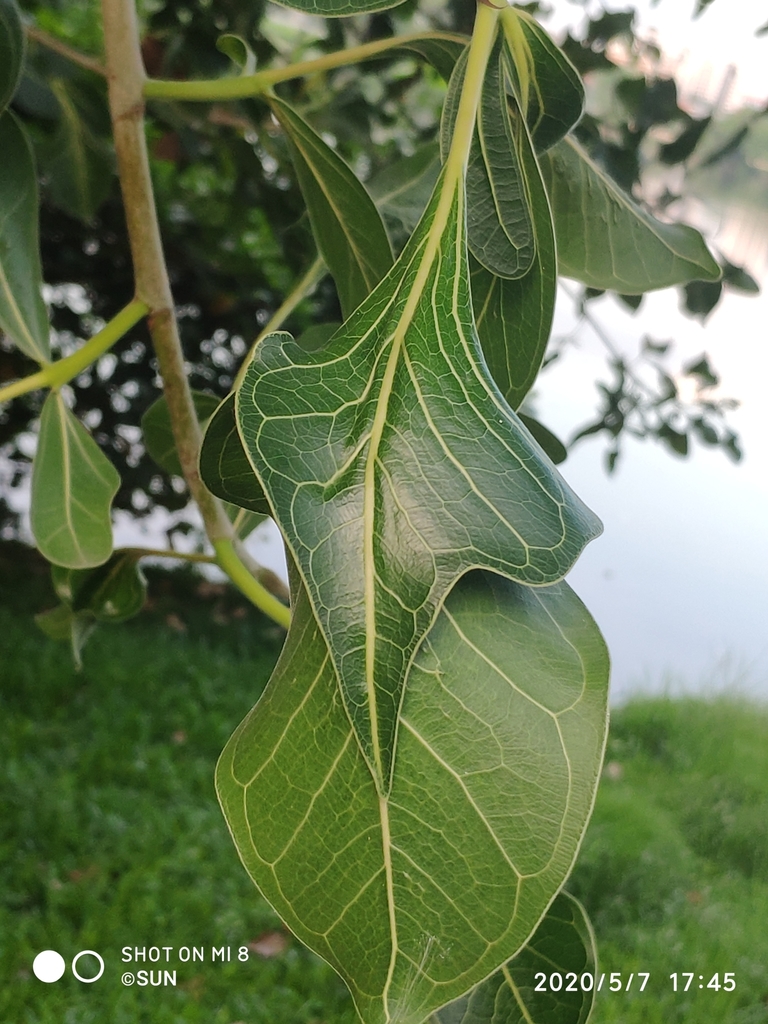 Krishna Fig (Ficus krishnae) - Botanical Realm