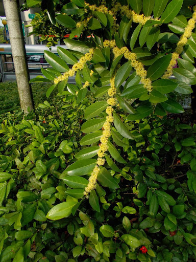 (Suregada multiflora) - Botanical Realm