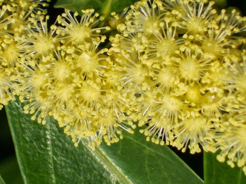 Limau Hantu (Flora Singapore List S) · iNaturalist